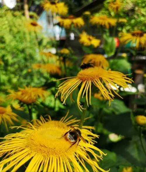 Девясил высокий лекарственный саженец