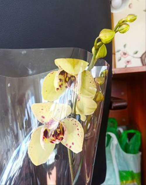 Орхидея албуфейра пелорик