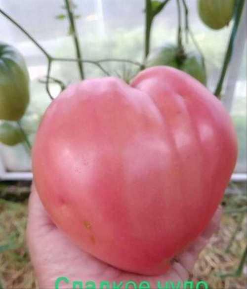 Набор семян томатов "Самые сладкие"