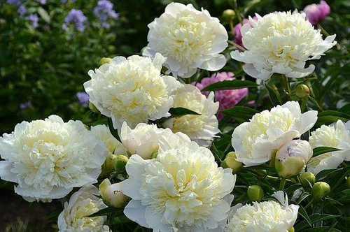 Продам пион Duchesse de nemours