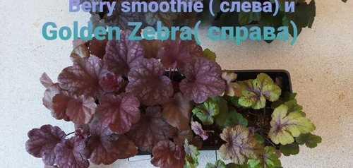 Гейхеры, Berry Smoothie и Golden Zebra