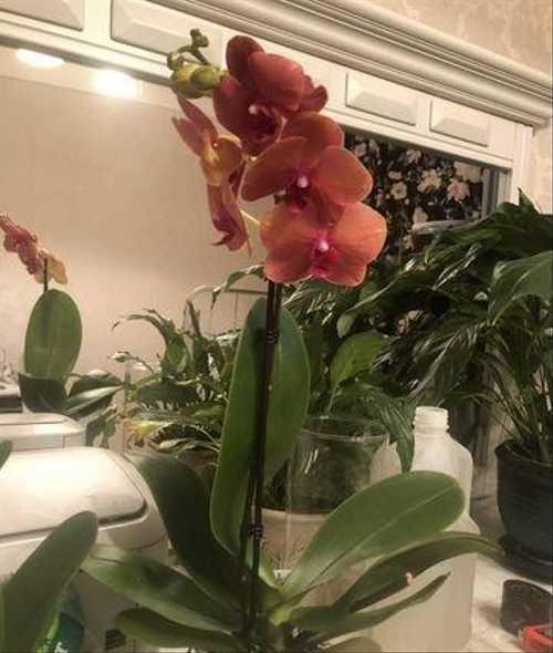 Мох сфагнум для орхидей фото