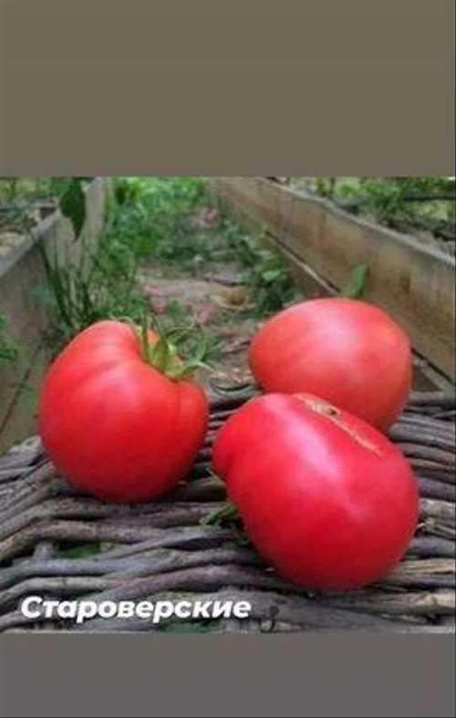 Семена помидор старинных сортов из СССР