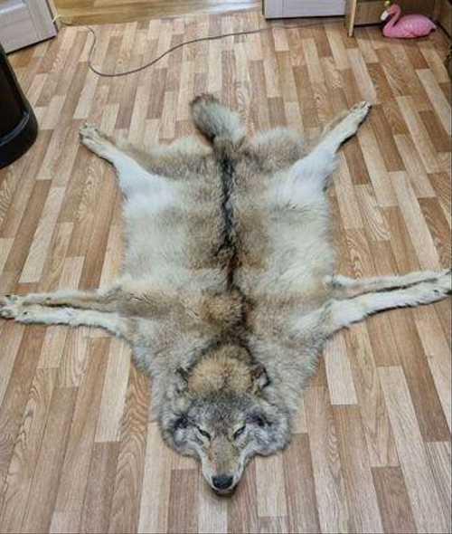 Продаю чучело волка