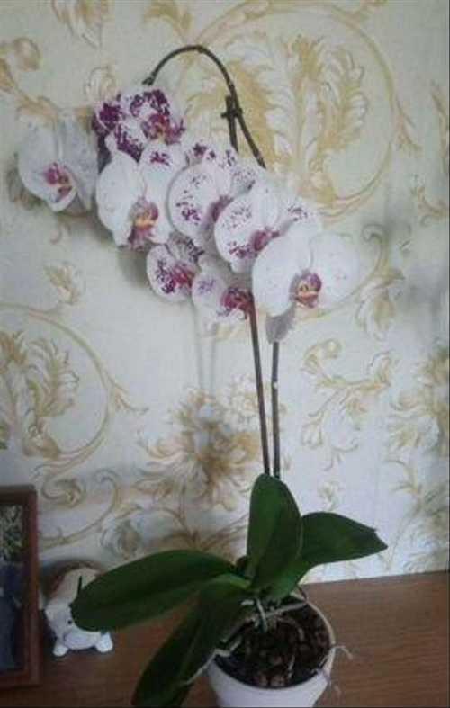 Орхидея фаленопсис и каланхое