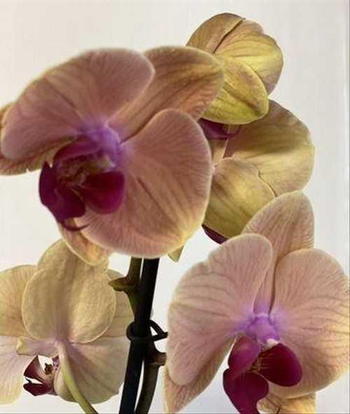 Орхидея фаленопсис caribbean dream