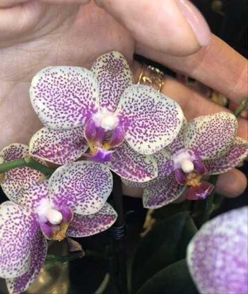 Орхидея Пикачу миди 3 цветоноса