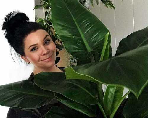 Филодендрон Philodendron Imperial Green