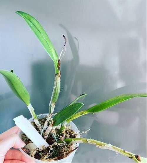 Катлея. Орхидея. c. aurantiaca b. glauca