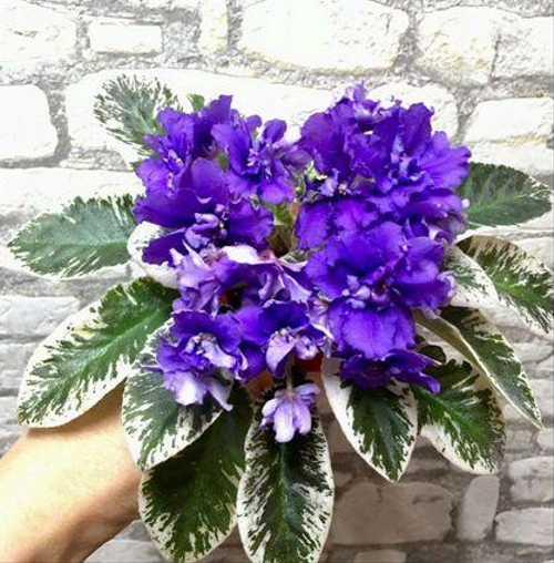 Детка фиалки