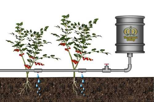 Полив для теплиц, автоматический