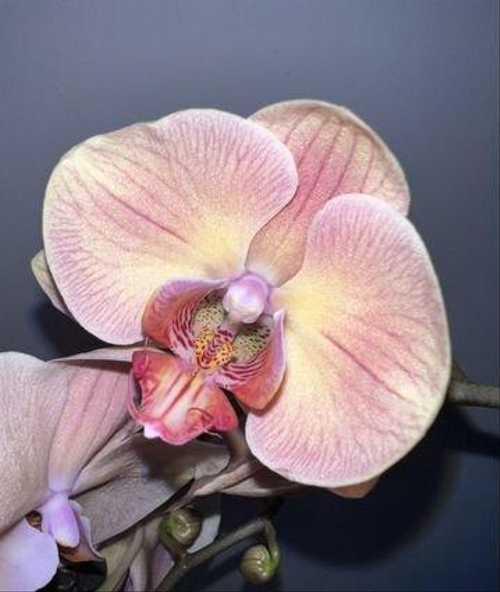 Орхидея леди мармелад