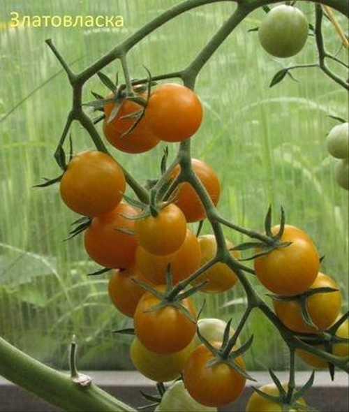 Рассада томатов черри