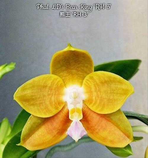 Орхидея Phal. Ld's Bear King 'RH-3' в наличии