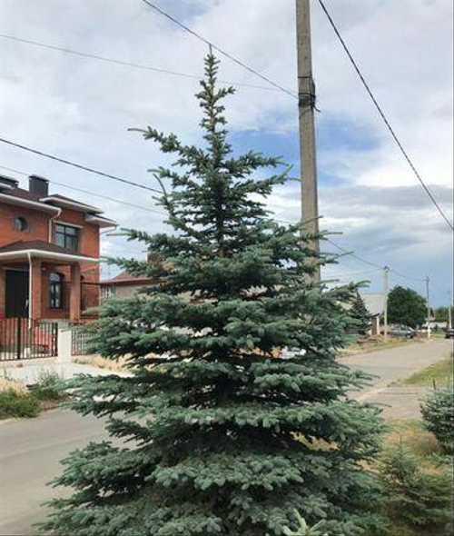 Голубая ель 4 метра