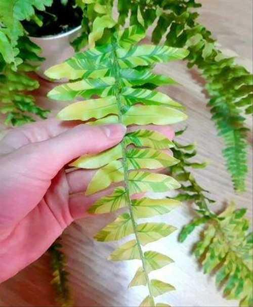 Папоротник вариегатный Tiger Fern, взрослый