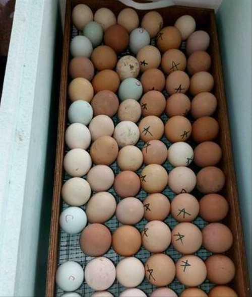 Купить яйца джерсийских гигантов. Легбар яйцо. Легбар кремовый яйцо. Инкубационное яйцо Адлерская серебристая Пенза. Легбар кремовый фото яйцо.