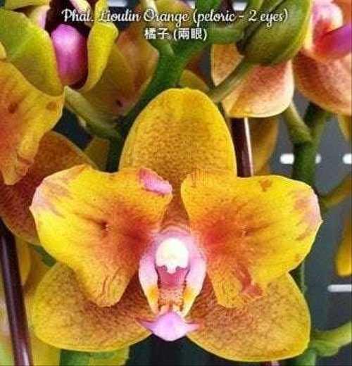 Орхидея Phal. Lioulin Orange (peloric - 2 eyes)