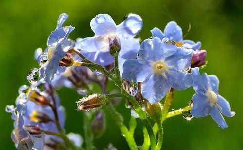 Незабудки рассада