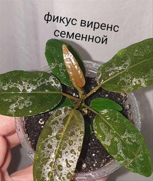 Фикусы из семян