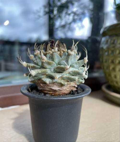 Редкий кактус. Turbinicarpus alonsoi