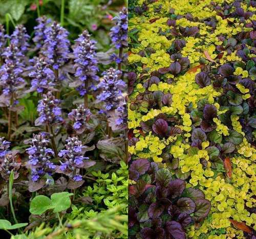 Почвопокровники. Принимаю заказы на весну