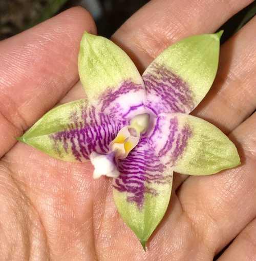Phalaenopsis Ld's Bear Queen x tetraspis C1 с цвет