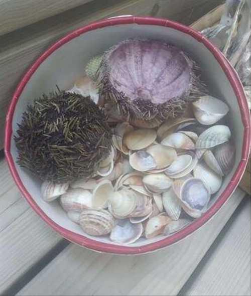 Раковины от устриц и Морские ракушки