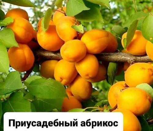 Приусадебный абрикос саженцы