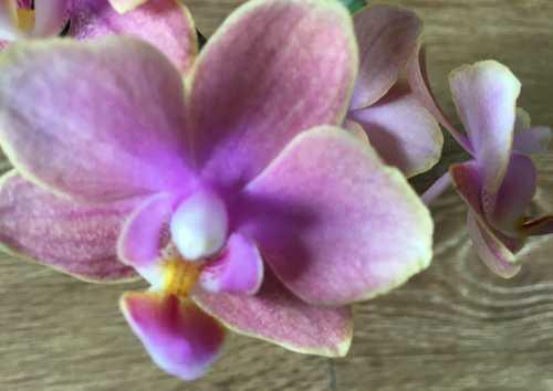 Цветущая орхидея Дасти Бель ароматная
