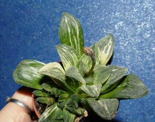 Хавортия pygmaea tiger variegata и другие