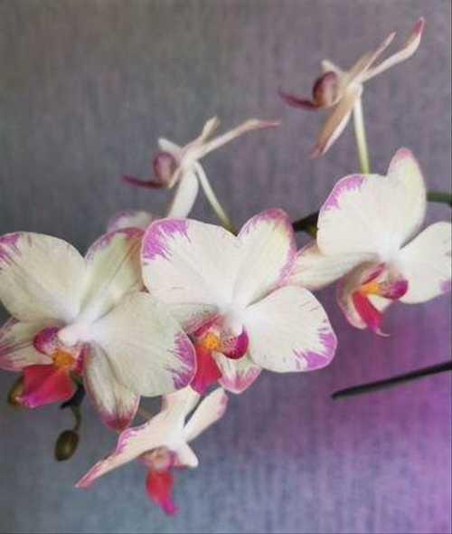 Орхидея фаленопсис papagayo (попугай)