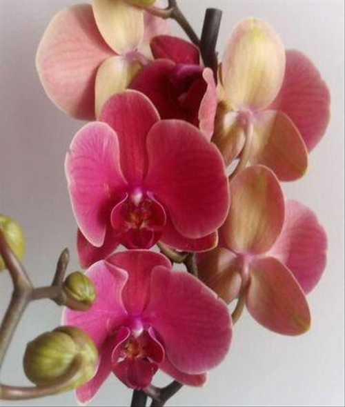 Орхидея фаленопсис Антура Нарбоннэ