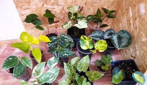 Набор из 12 растений