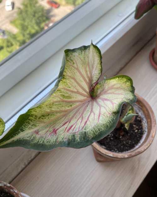 Каладиум сортовой White Wing