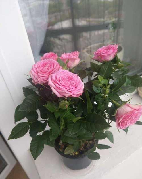 Роза Кордана