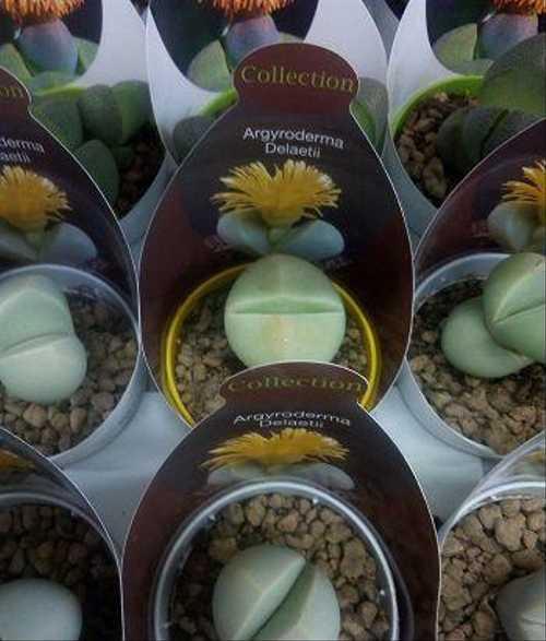 Аргиродерма Lithops Argyroderma