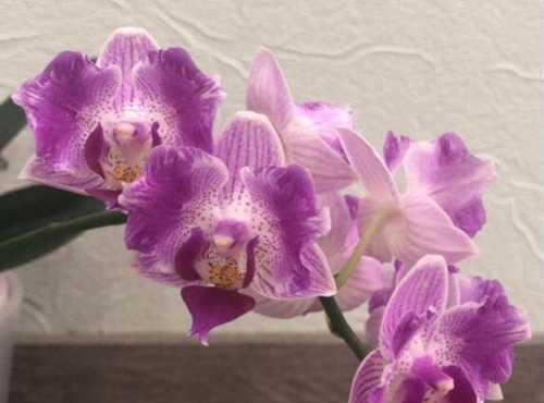 Орхидея фаленопсис, бабочка, цветущая