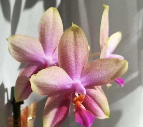 Орхидея фаленопсис Phal. Liodoro