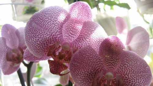 Орхидея фаленопсис отцвели