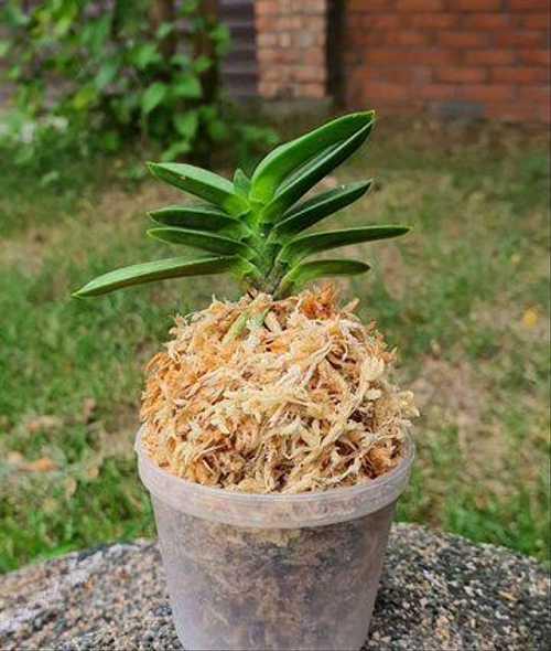 Neofinetia falcata Tenguyokuhou