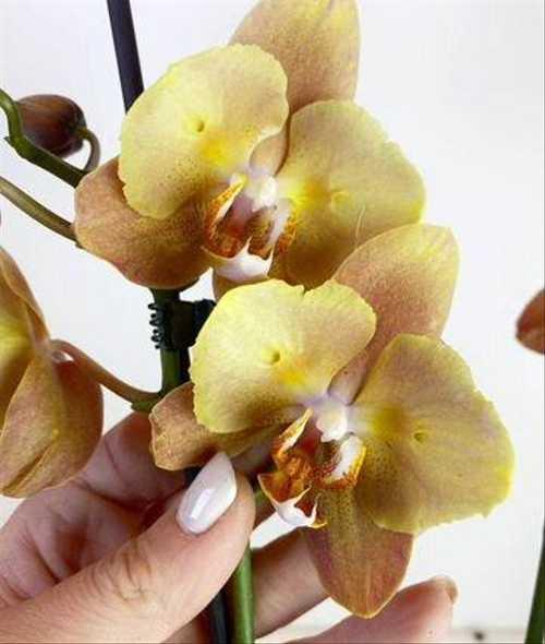 Орхидея фаленопсис бабочка брион