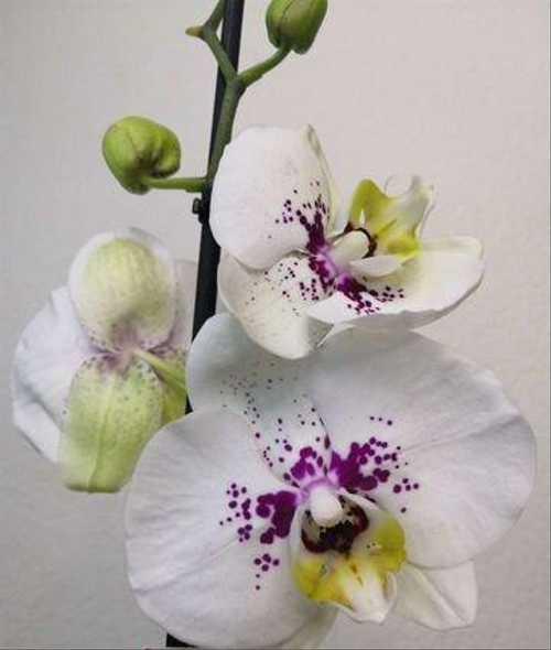 Орхидея фаленопсис с веснушками