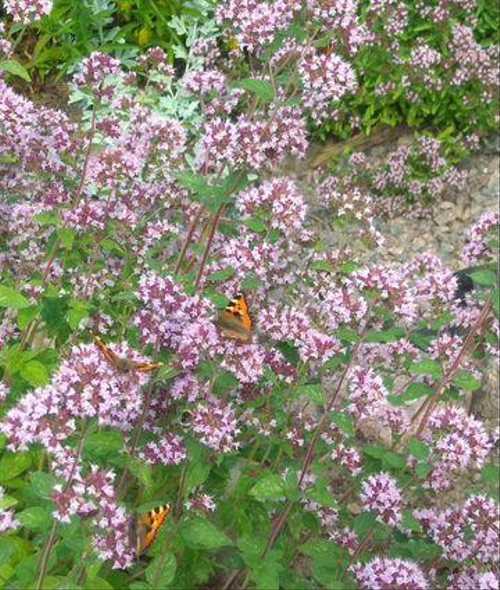 Душица обыкновенная, делёнка