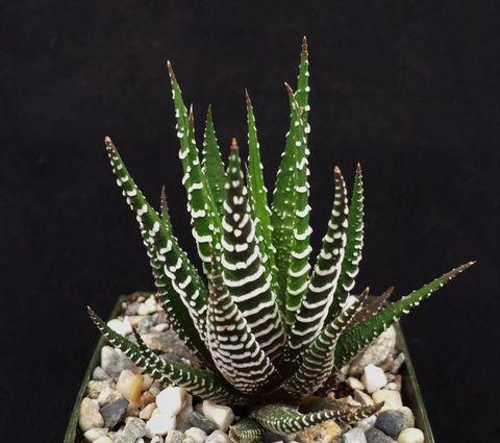 Хавортия полосатая Haworthia fasciata