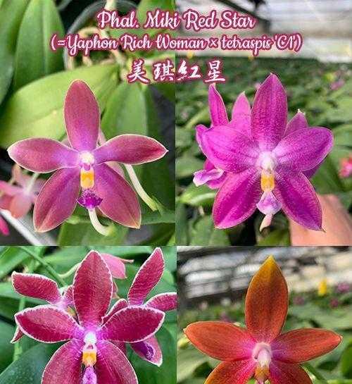 Орхидея фаленопсис Phal. Miki Red Star