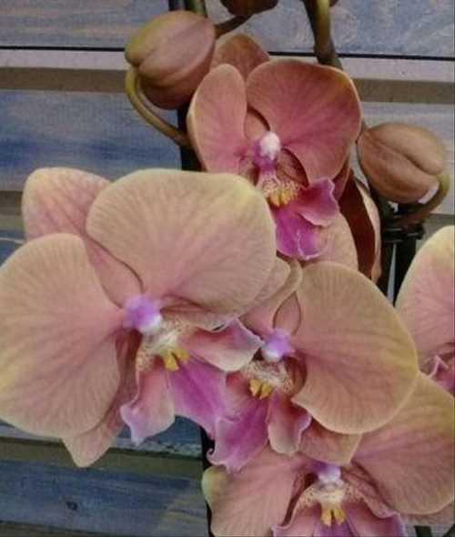 Орхидея фаленопсис биг лип