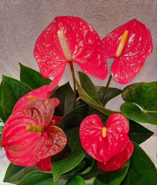 Антуриум Jambo Red