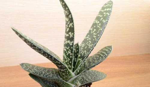 Gasteria sp. (Гастерия) (SCT28106)