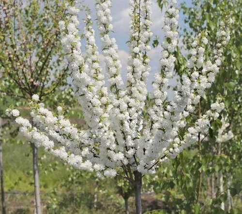 Дерево на штамбе. Сакура железистая Альба Плена.ви